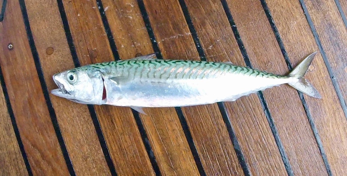 Pescar caballa en Barcelona - Charters Barcelona Inad